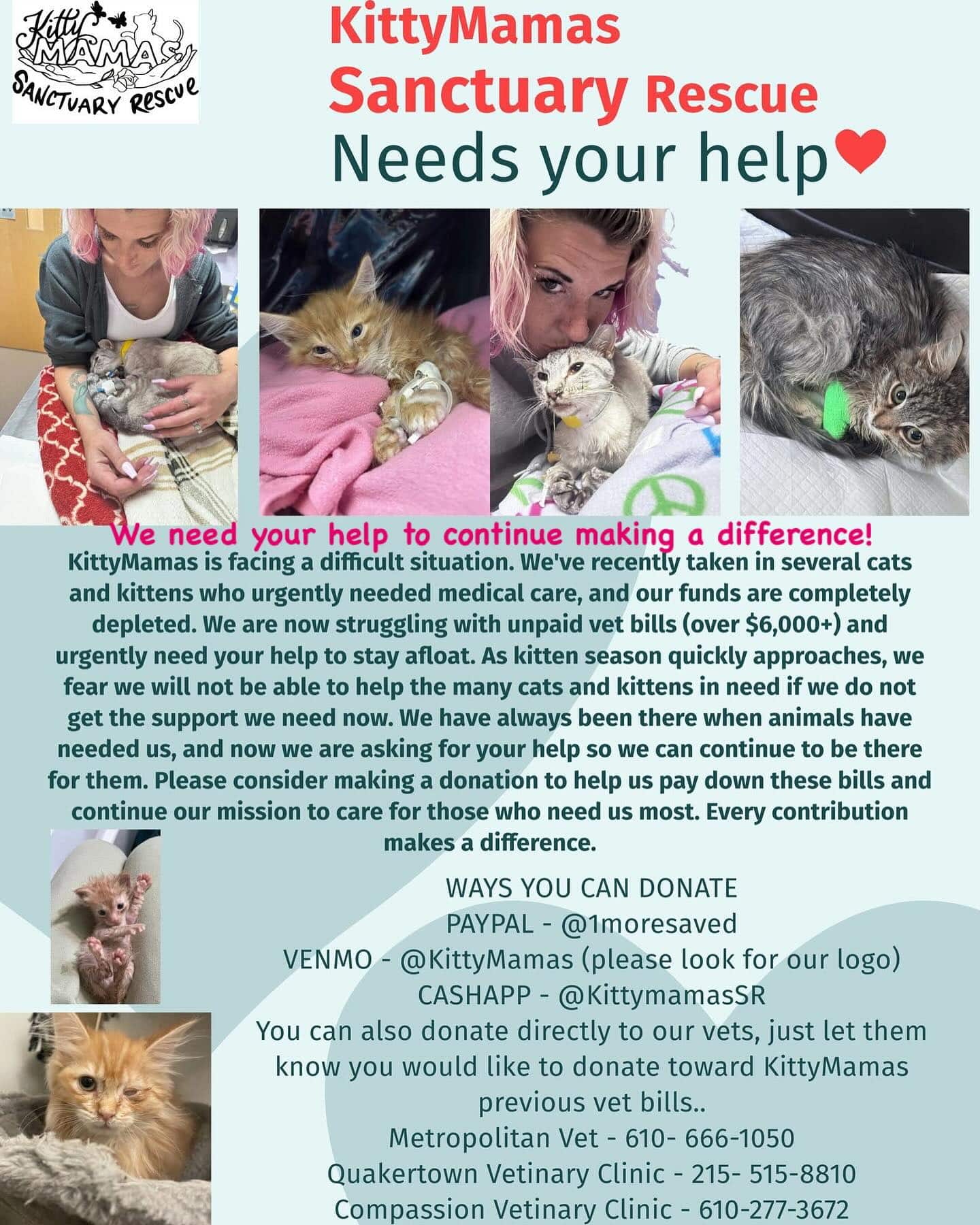 Bucks County’s KittyMamas Sanctuary Rescue Needs Help to Keep Saving ...